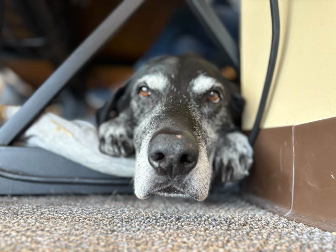 Cancer in Pets: A Guide for Pet Owners - Boundary Bay Veterinary ...