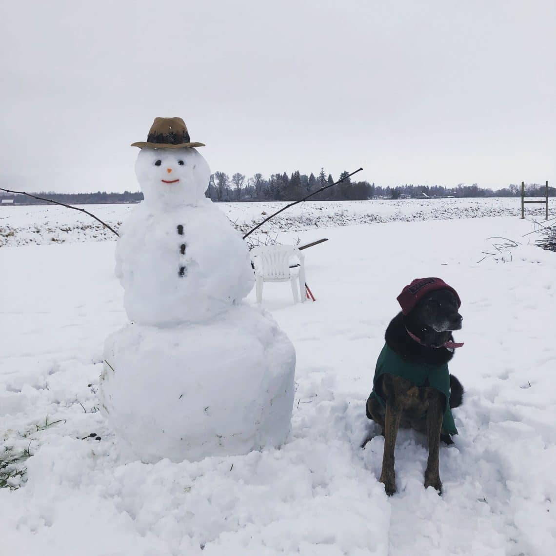 Fun Holiday Adventures with Your Pet in Bellingham & Whatcom County ...
