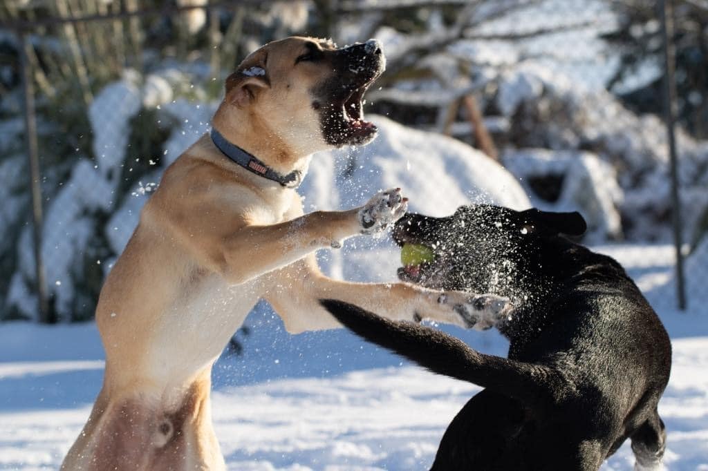 Fun Holiday Adventures with Your Pet in Bellingham & Whatcom County ...