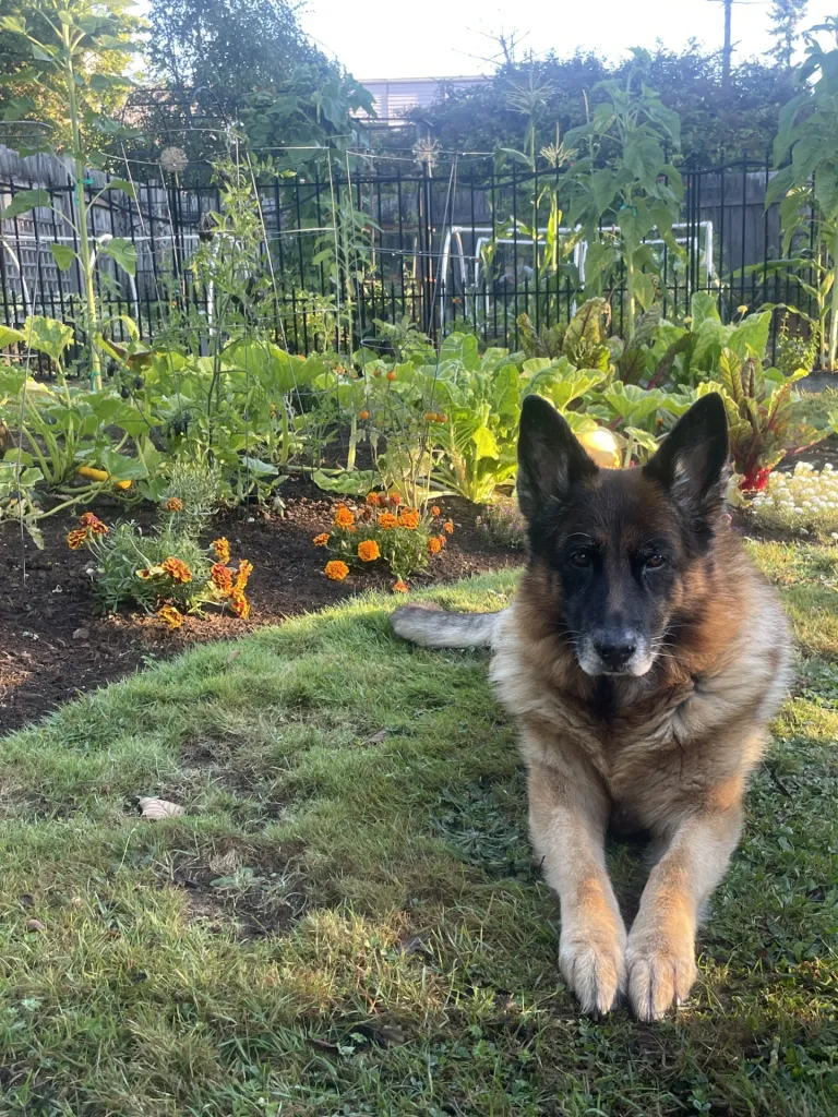 Case Studies - Boundary Bay Veterinary Specialty Hospital in Bellingham