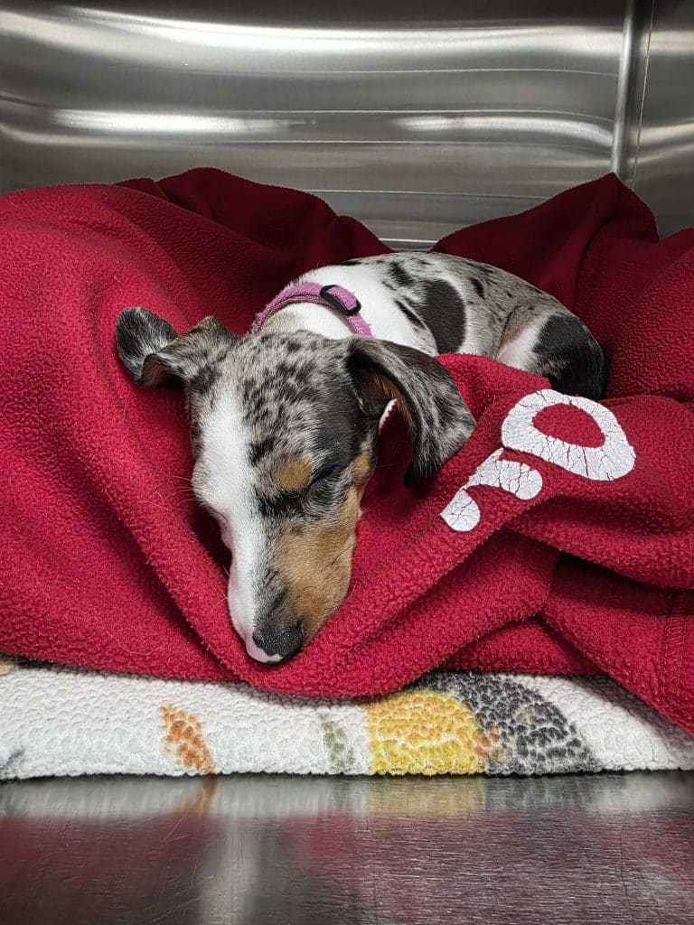 Heart Disease in Pets: More Common—and More Manageable—Than Many ...