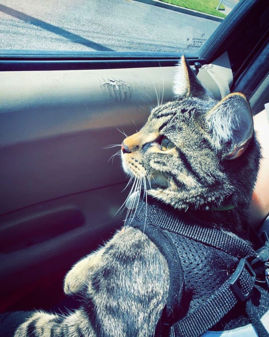 Pet Travel Safety Day: Helping Pets Stay Safe on Every Journey ...