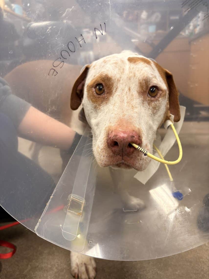 Understanding Toxic Exposures and Poison Risks in Pets - Boundary Bay ...
