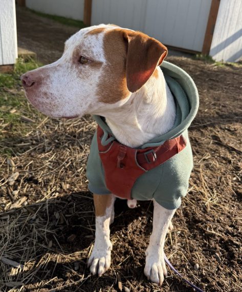 Boundary Bay Veterinary Specialty Hospital | Bellingham, WA